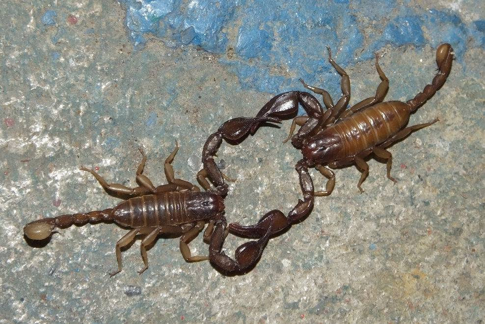 Fatal Attraction: Dance of the Scorpions
