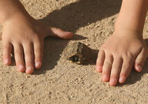 KOP, PENS EN POOTJIES