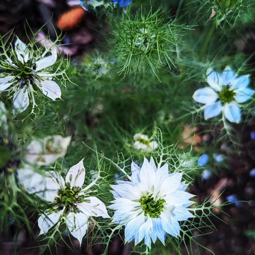 6 Week Summer CSA | Petal Peaks