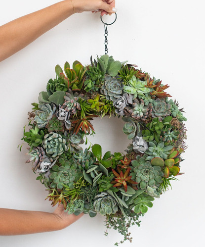 Succulent Living Wreath - Over 40 Living Succulents | Terrarium Therapy