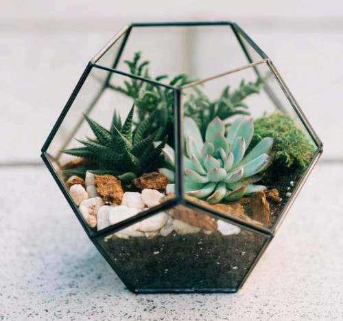 Geo Prism Terrarium Virtual Experience | Terrarium Therapy