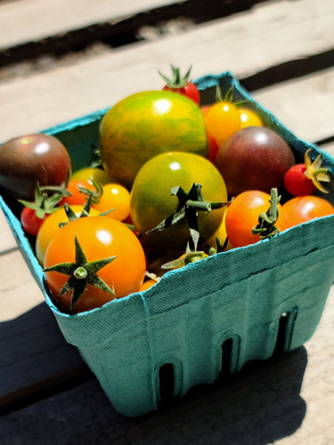 Cherry Tomato Pints | Oregon's Own Tomatoes