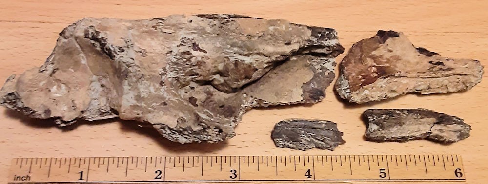 Cretaceous Fossils from the White Gullies of Alabama