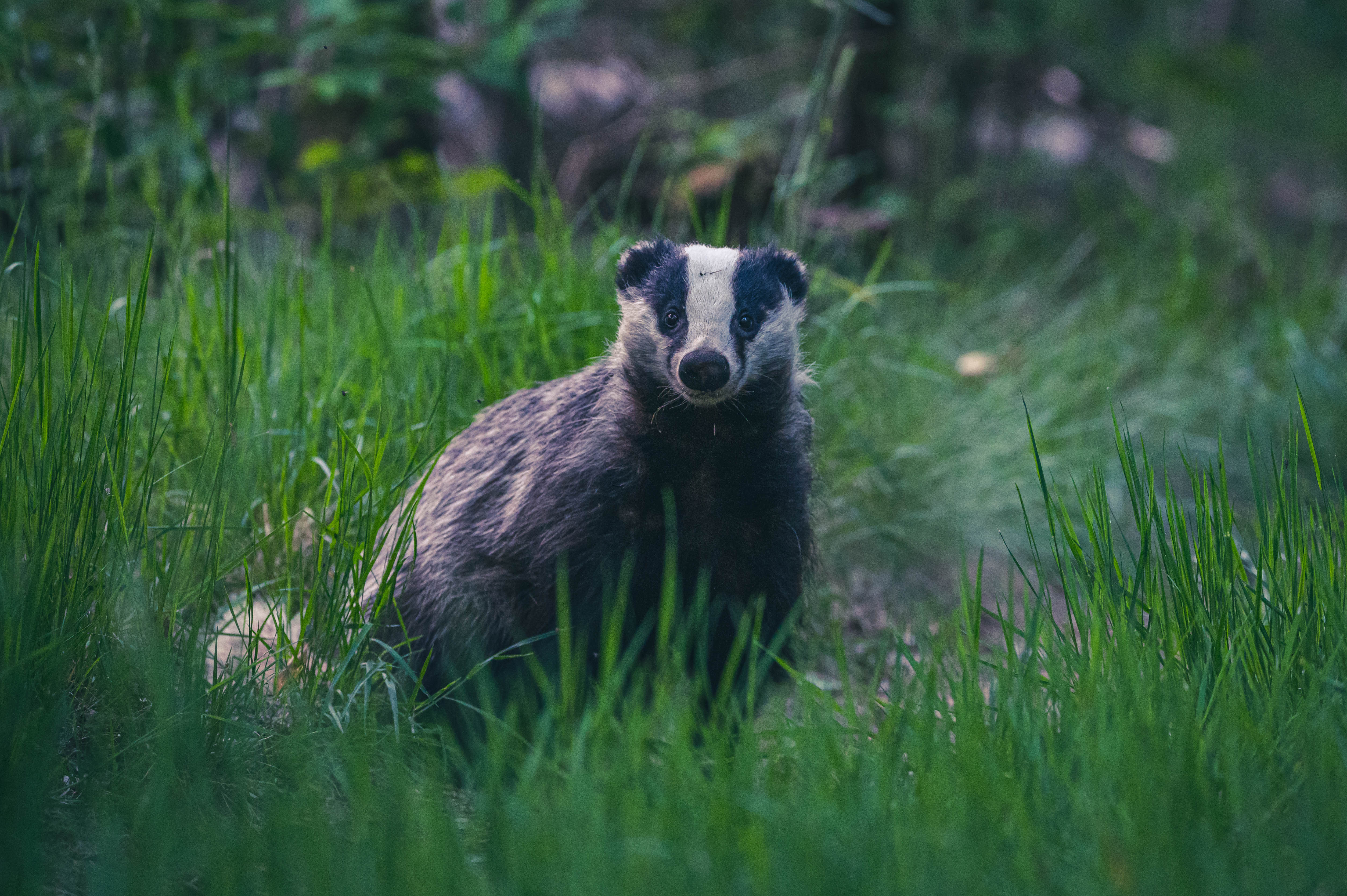 Wie unterscheiden sich... Rotte, Rudel, Herde, Sprung und co.
