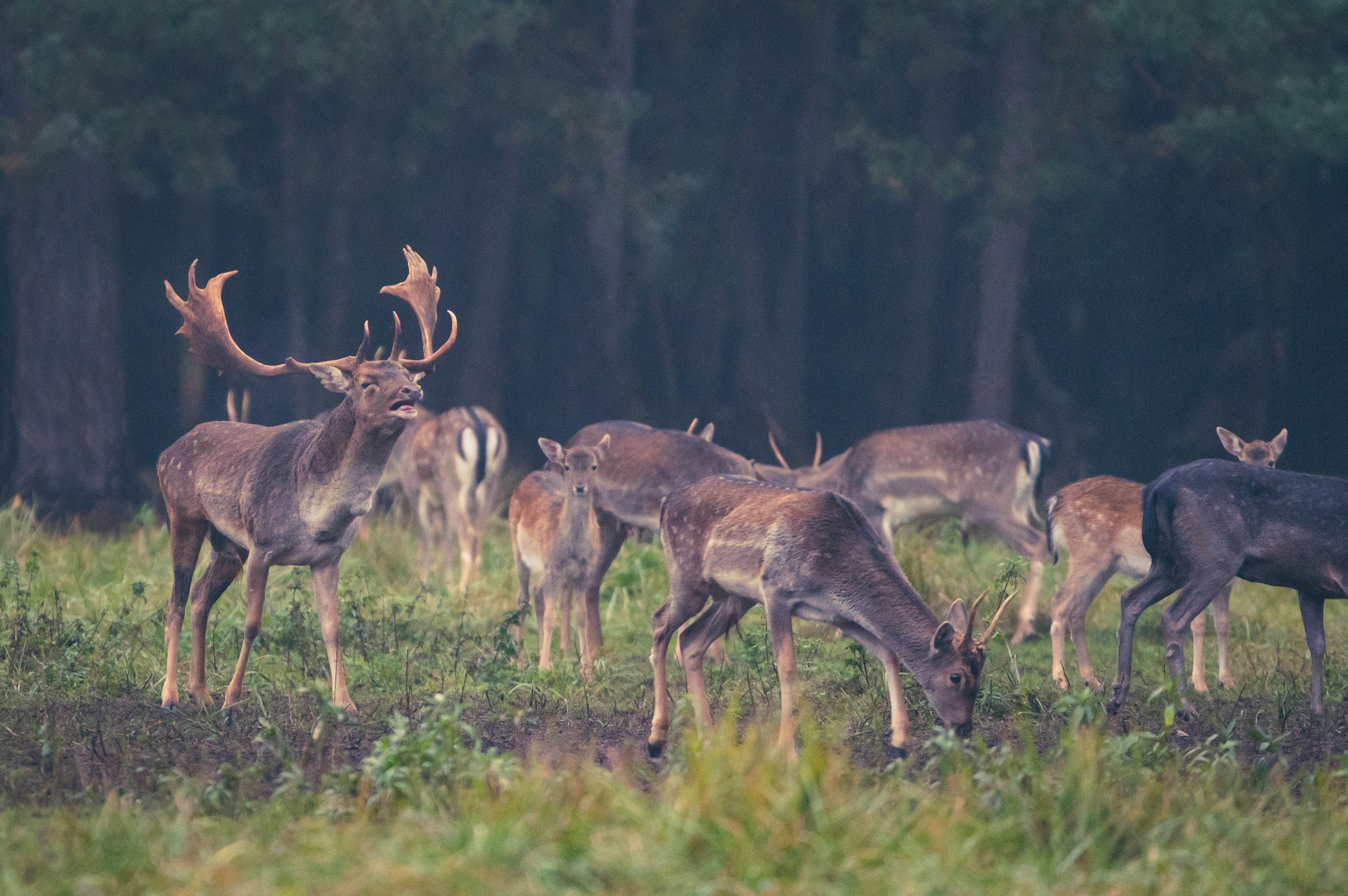 Wie unterscheiden sich... Rot-, Dam- und Rehwild