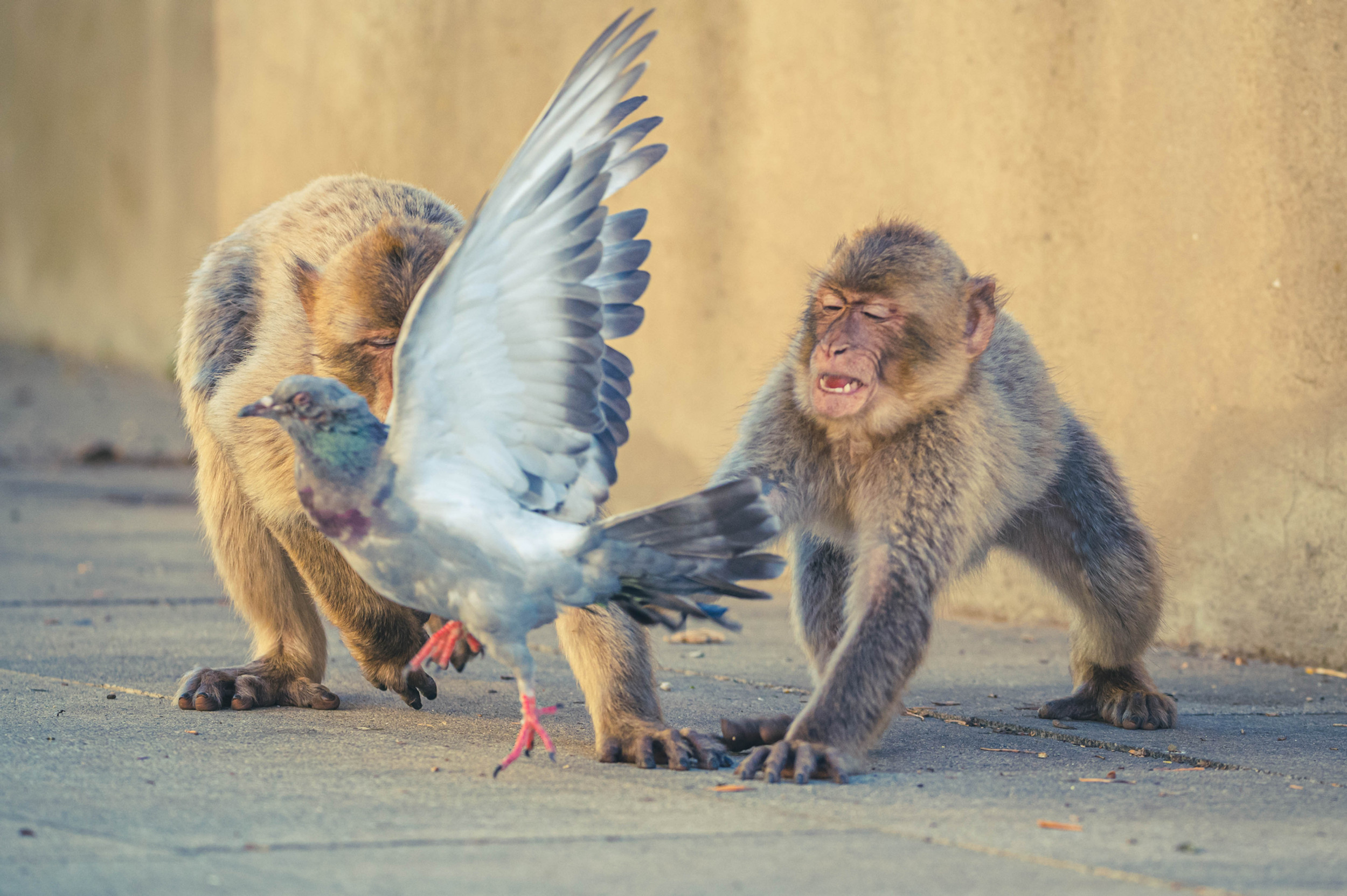 Die Berberaffen von Gibraltar