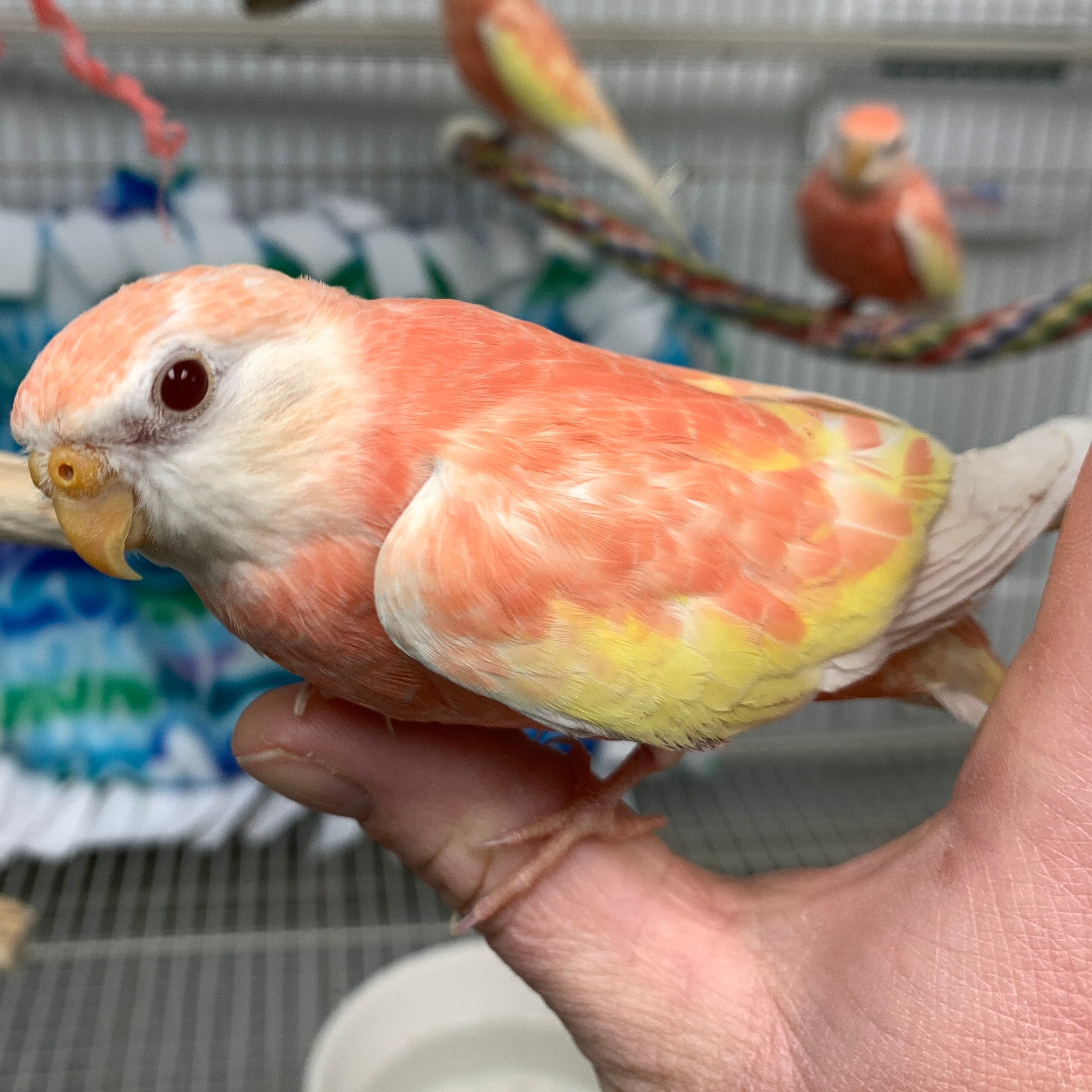 Rubino Bourke Parakeets