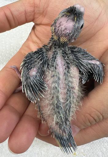 Why does my bird have bald spots?