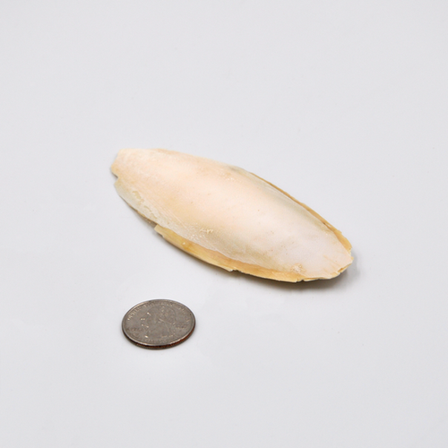 Small Cuttlebone | Sugarcreek Bird Farm Store