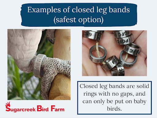 Are Your Bird's Leg Bands Safe?