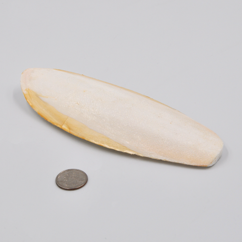 Large Cuttlebone | Sugarcreek Bird Farm Store