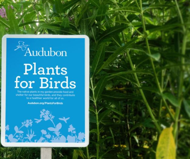 Planting for your Neighborhood Birds | Tampa Audubon