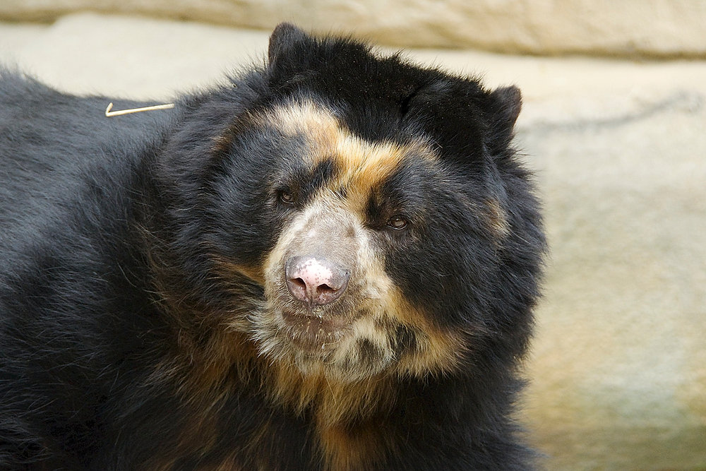 A spectacular bear assembly