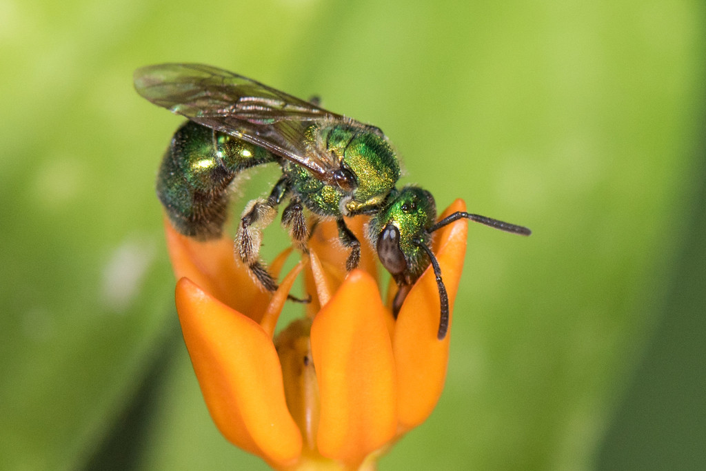 Augochlorella_aurata