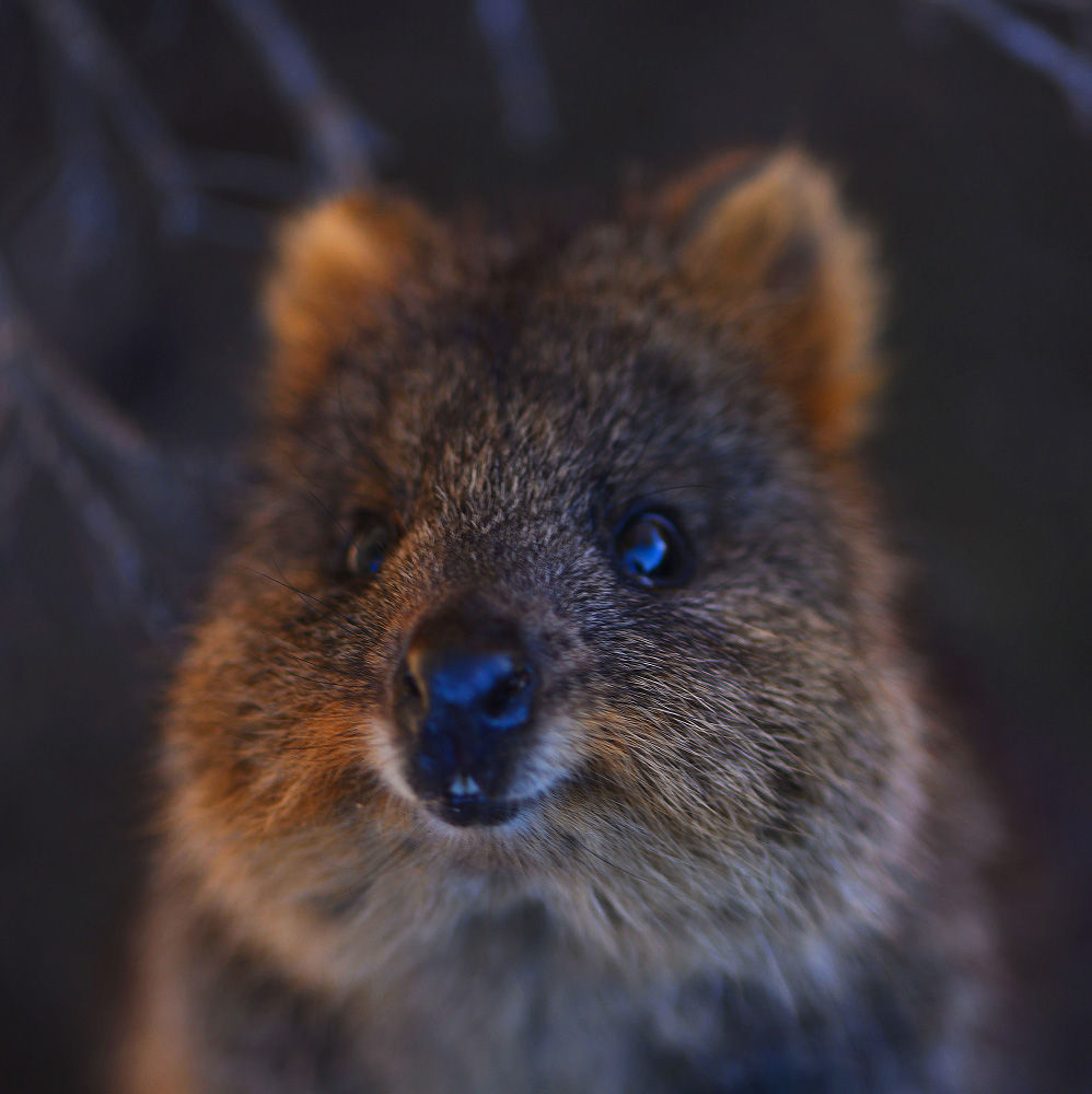 Happy Birthday to Happy Quokka!