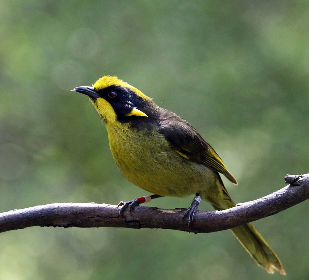 Victoria’s bird emblem- Helmeted Honeyeater