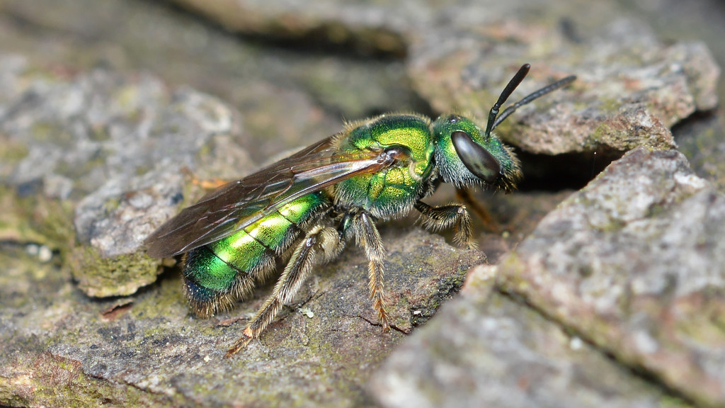 Augochlora_pura