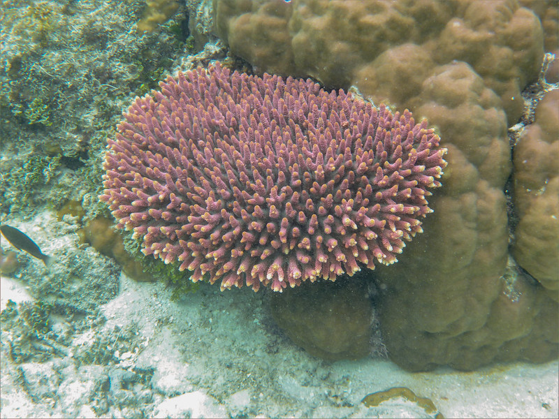Acropora_millepora
