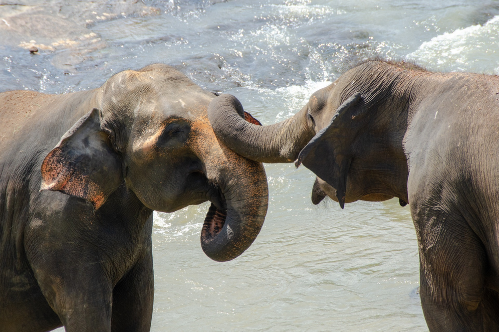 An elephantine undertaking