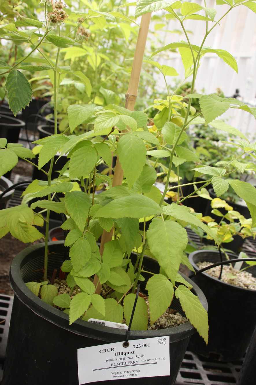 Rubus_argutus