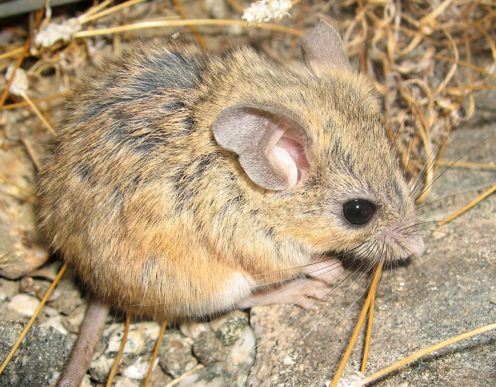 A hill-areas mouse