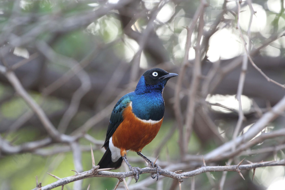 Superb starling assembly