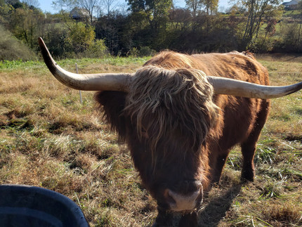 Paradise Family Farm l Scottish Highland Cattle l Farm Store l Event ...