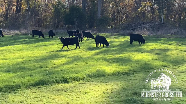 Optimizing Grazing: Strip Grazing Management Technique