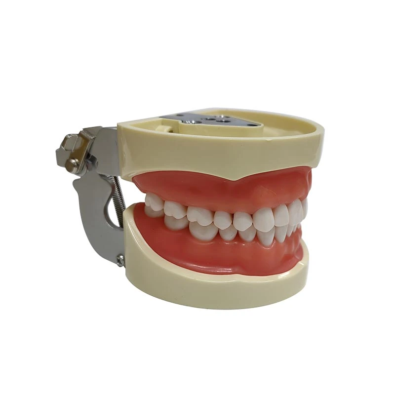 DS-A6 Standard Tooth Model (Soft gum 32 Teeth) | Dentalshop Com