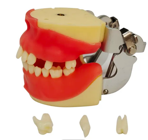 The Synthetic Training Model for Oral Surgery | Dentalshop Com