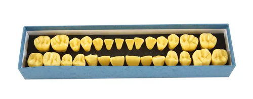 Import Resin 28 Teeth 4 Times Natural Size Permanent Teeth Model ...