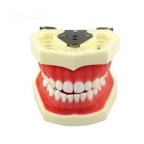 DS-A4 Standard Tooth Model (Soft gum 28 Teeth) | Dentalshop Com