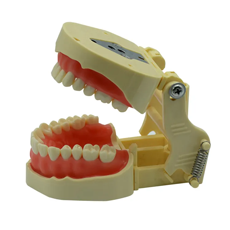 Learning Resources standard dental Tooth Model | Dentalshop Com
