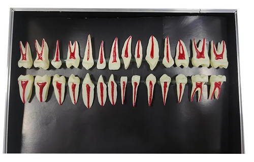 Two times adult profile model (28pcs dental anatomical models ...