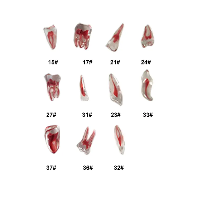 Root pulp cavity model Transparent for Medical Treatment | Dentalshop Com