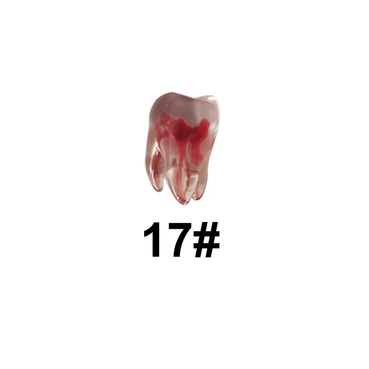 Root pulp cavity model Transparent for Medical Treatment | Dentalshop Com