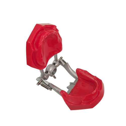 Imported resin model of edentulous jaw | Dentalshop Com