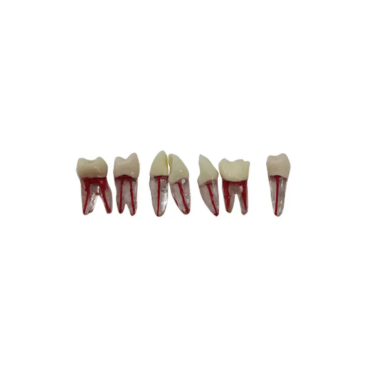 Root Pulp Cavity Model | Dentalshop Com