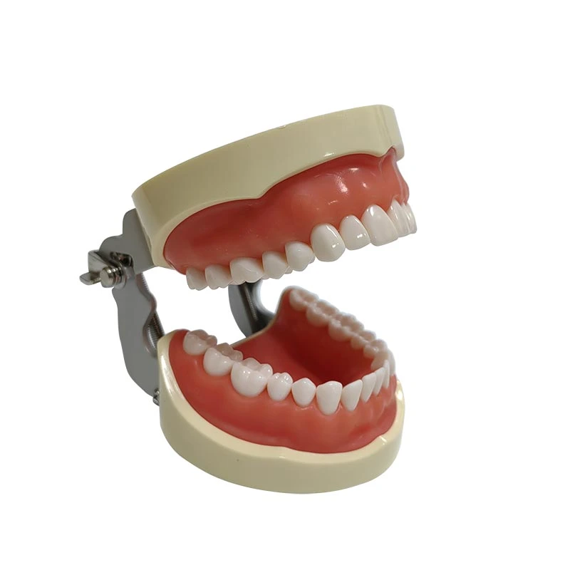 DS-A6 Standard Tooth Model (Soft gum 32 Teeth) | Dentalshop Com