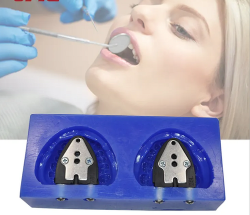 Silicon Rubber Mould of Standard Tooth Jaw for Adult | Dentalshop Com