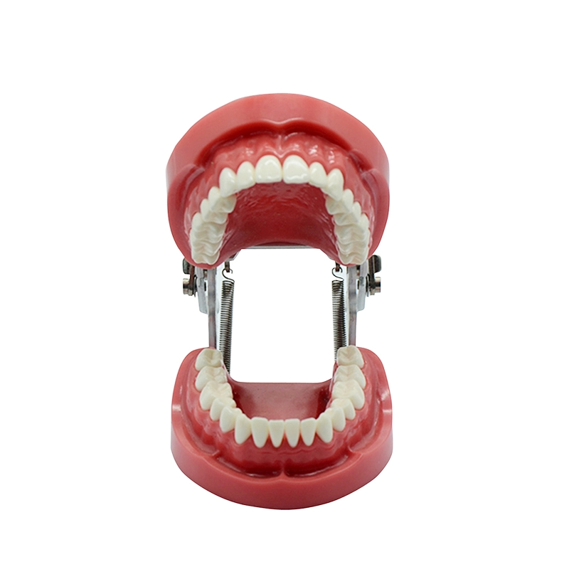 Removable standard dentition model(nissin) | Dentalshop Com
