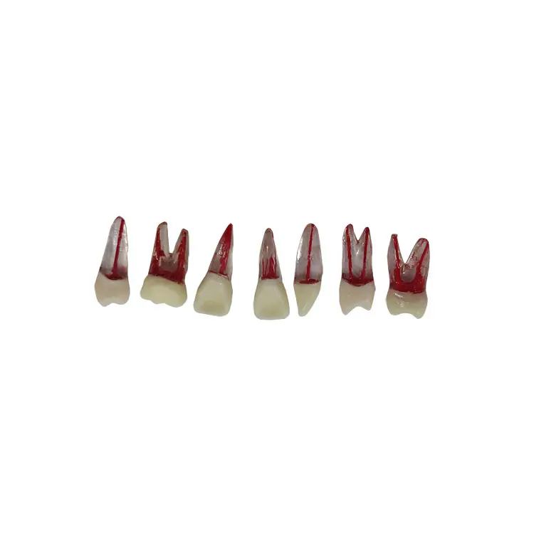 Root Pulp Cavity Model | Dentalshop Com