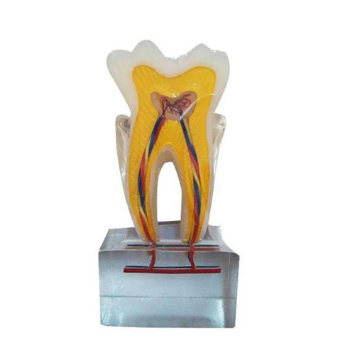 Six Times Normal Tooth Anatomy Model | Dentalshop Com