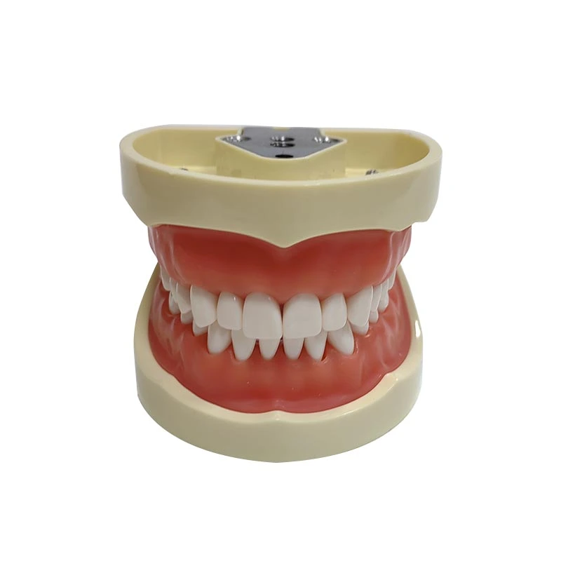 DS-A6 Standard Tooth Model (Soft gum 32 Teeth) | Dentalshop Com