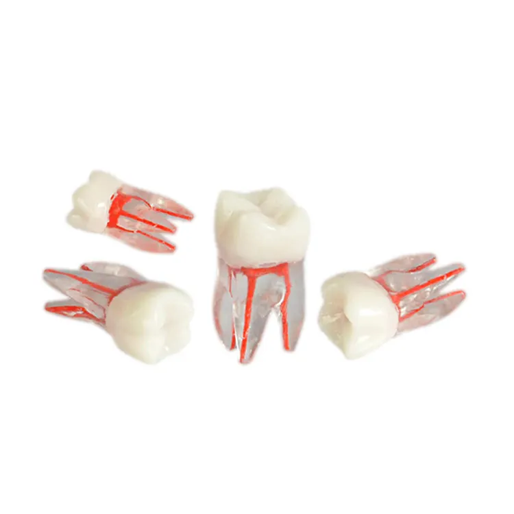 Root Pulp Cavity | Dentalshop Com