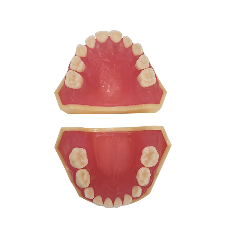 Removable Child Dentition Model (20) | Dentalshop Com