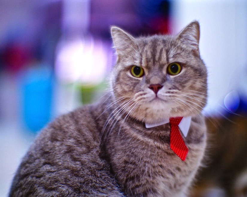 SPONSOR US | Kitten Sanctuary SG