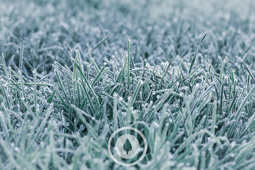 Frozen Blades | Sentient Imagery