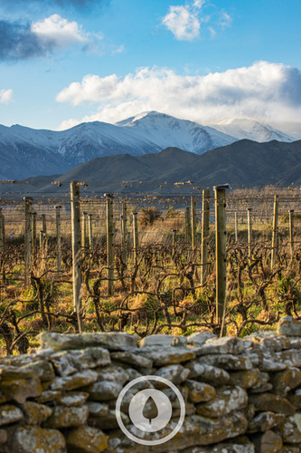 Dormant Otago Vines | Sentient Imagery