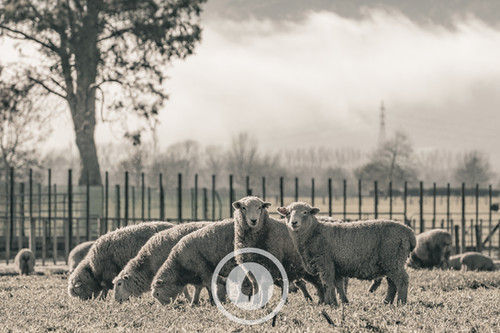 What the Fog Reveals | Sentient Imagery